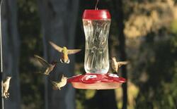More Birds® Orion Hummingbird Feeder - 16 oz at Menards®