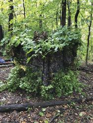 Trophy Slayer 5' x 5' 3-Person Permanent Ground Blind at Menards®