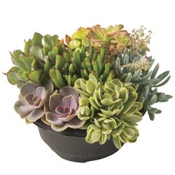 8" Living Canvas Bowl at Menards®