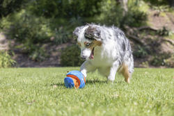 Chuckit!® Giggle Kick Fetch Dog Toy at Menards®