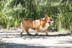 Chuckit!® Eco Fetch Ball Dog Toy at Menards®
