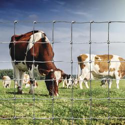 4' x 50' Pet, Yard & Garden Fence at Menards®