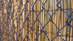 4' x 8' Peeled Reed Fencing at Menards®