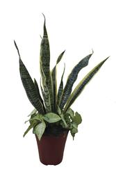 6" Fall Combo Foliage House Plant at Menards®