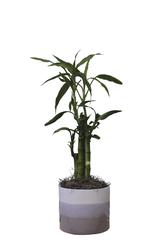 Bamboo Arrangement House Plant at Menards®