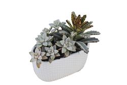 5" Succulent Garden House Plant at Menards®