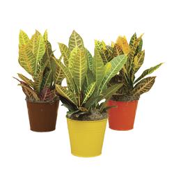 6" Deco Croton House Plant at Menards®