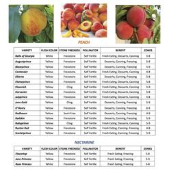 10" Pot Assorted Nectarine Tree at Menards®