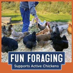 Hungry Hens™ Protein Packed Chicken Treat - 2 lb at Menards®