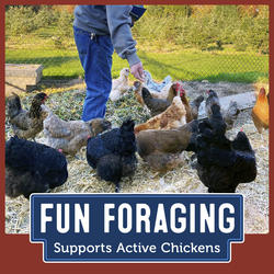 Hungry Hens™ 5-Grain Chicken Scratch - 40 lb at Menards®