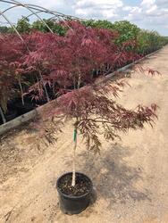#15 Ever Red Japanese Maple Tree at Menards®