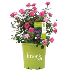 #2 Crimson Meidiland Rose Shrub at Menards®