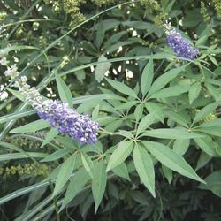 #3 Shoal Creek Chaste Tree Shrub at Menards®