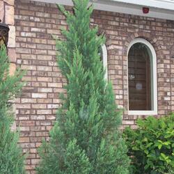 #5 Blue Point Juniper Patio Tree at Menards®