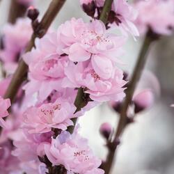 #7 Corinthian Pink Peach Tree at Menards®