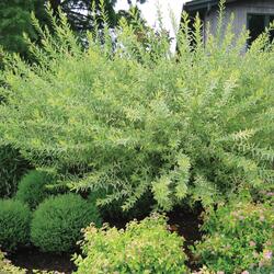 #5 Dappled Willow Tree at Menards®