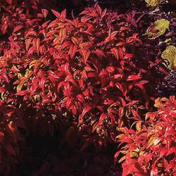 #2 Firepower Dwarf Nandina Shrub at Menards®