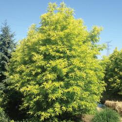 3DP Golden Sunshine Willow Tree at Menards®