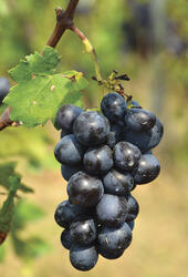 #2 Fredonia Grape Shrub at Menards®