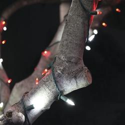 Enchanted Forest® LED 100-Light Red/Cool White Mini Premium Christmas ...