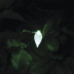 Enchanted Forest®; LED 100-Light Green Diamond Cut C6 Premium Christmas ...