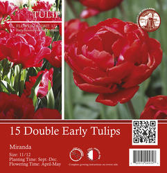 Tulip "Miranda" Flower Bulbs - 15 Count at Menards®