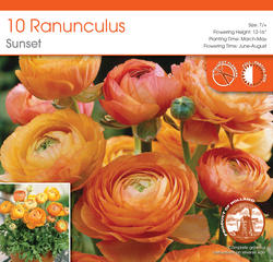 Ranunculus Sunset at Menards®