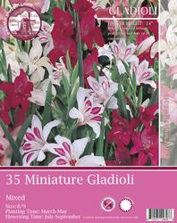 Miniature Gladioli Mixed Flower Bulbs - 35 Count at Menards®