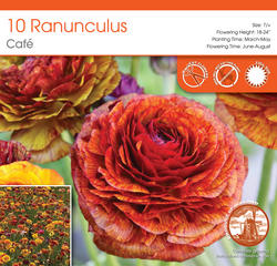 Ranunculus Café Flower Bulbs - 10 Pack at Menards®