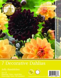 Organic Jolly Bumblebee Dahlias Flower Bulbs - 7 Count at Menards®