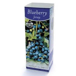 Organic Jersey Blueberry Fruit Bulb - 1 Count at Menards®