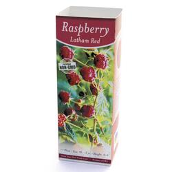 Organic Latham Red Raspberry Fruit Bulb - 1 Count at Menards®