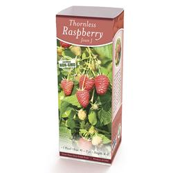 Raspberry Joan J Fruit Bulb - 1 Count at Menards®
