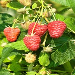 Raspberry Joan J Fruit Bulb - 1 Count at Menards®