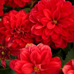 Red Decorative Dahlia Flower Bulbs - 3 Count at Menards®