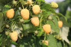 Raspberry Fall Gold Fruit Seeds at Menards®