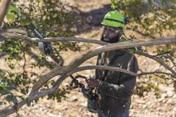 Masterforce® FlexConnect® 80-Volt 10" Pole Saw Attachment at Menards®