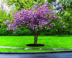GroundSmart™ 24" Dark Brown Tree Ring at Menards®