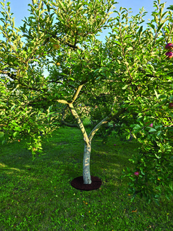 GroundSmart™ 24" Dark Brown Tree Ring at Menards®
