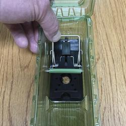 DoomBox® Enclosed Mouse Trap at Menards®