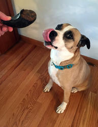 Master Paws® Peanut Butter Flavor Stuffed Beef Hooves Dog Chew - 5 pack ...