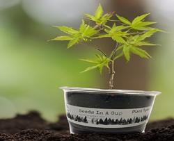 Japanese Maple Tree Growing Kit at Menards®