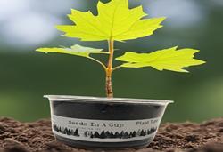 Sugar Maple Tree Growing Kit at Menards®