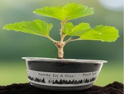 Sycamore Tree Growing Kit at Menards®