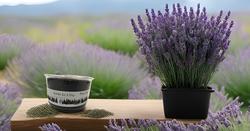 Lavender Plant Growing Kit at Menards®