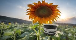 Sunflower Plant Growing Kit at Menards®