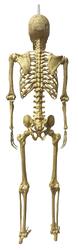 Pumpkin Hollow™ 5' LED Posable Halloween Skeleton with Red Eyes at Menards®