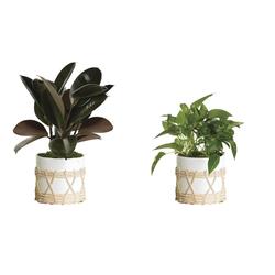 LiveTrends® Phoenix House Plant - Assorted Styles at Menards®