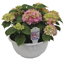 10" Hydrangea Bowl at Menards®