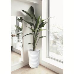 Deroma 15" White Darby Ceramic Planter at Menards®